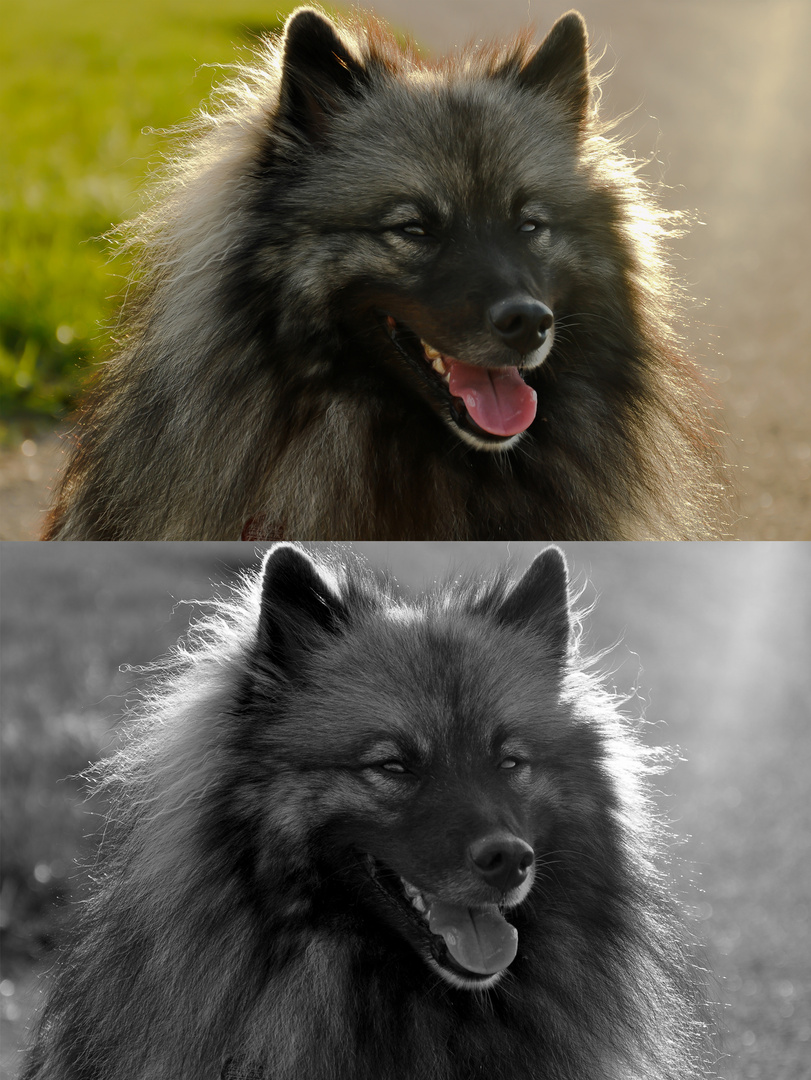 Wolfsspitz Foto & Bild | tiere, haustiere, hunde Bilder auf fotocommunity