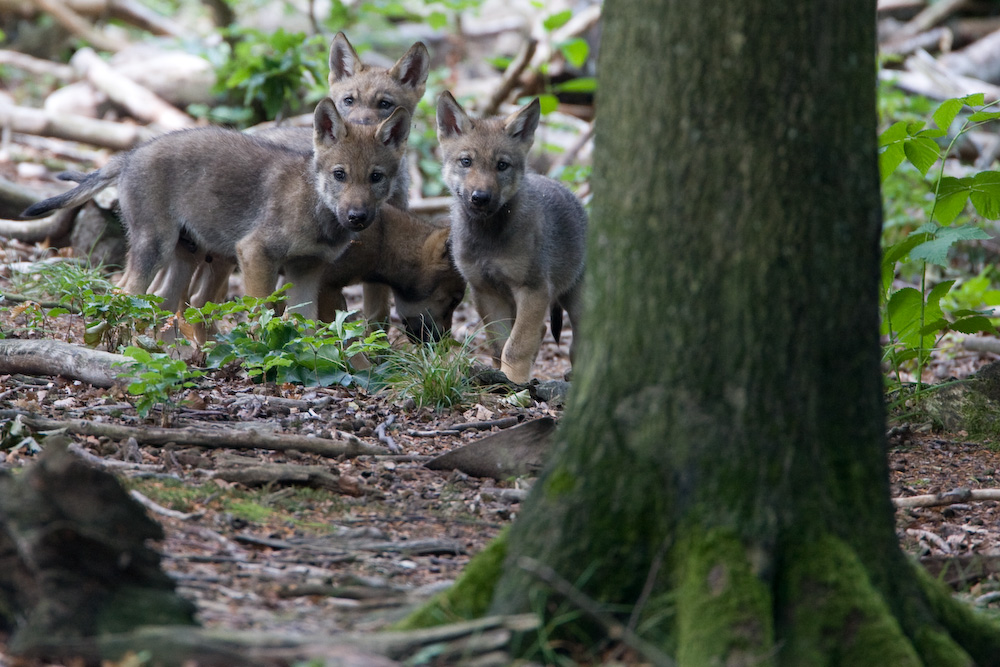 Wolfswelpen Foto & Bild | tiere, zoo, wildpark & falknerei, säugetiere Bilder auf fotocommunity
