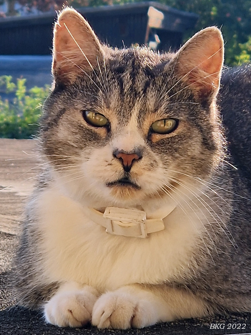 "Wolle" Foto & Bild | spezial, natur, katze Bilder auf fotocommunity