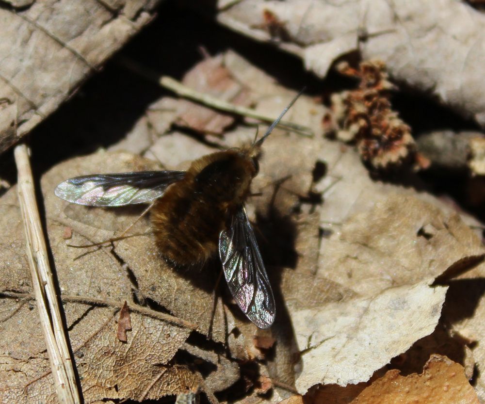 Wolli Foto & Bild | insekten, frühling, natur Bilder auf fotocommunity