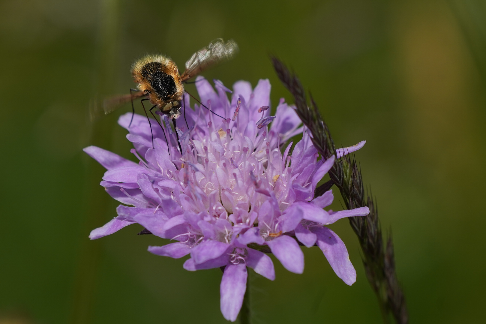 Wolli Foto & Bild | tiere, wildlife, insekten Bilder auf fotocommunity