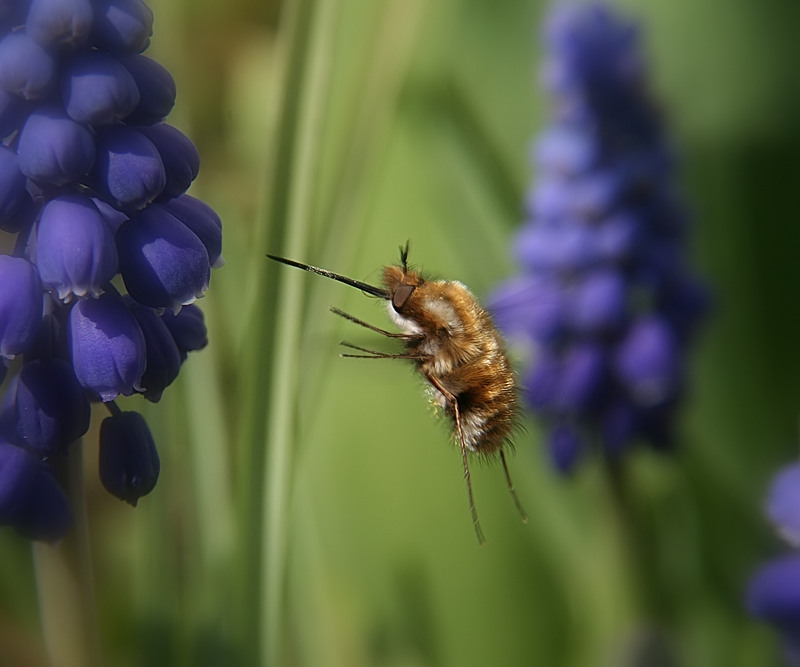 Wolli Foto & Bild | tiere, wildlife, natur Bilder auf fotocommunity
