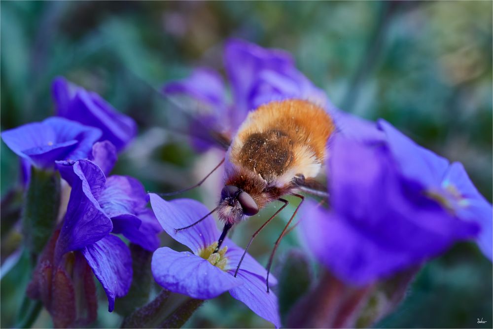 Wolli Foto & Bild | tiere, wildlife, insekten Bilder auf fotocommunity