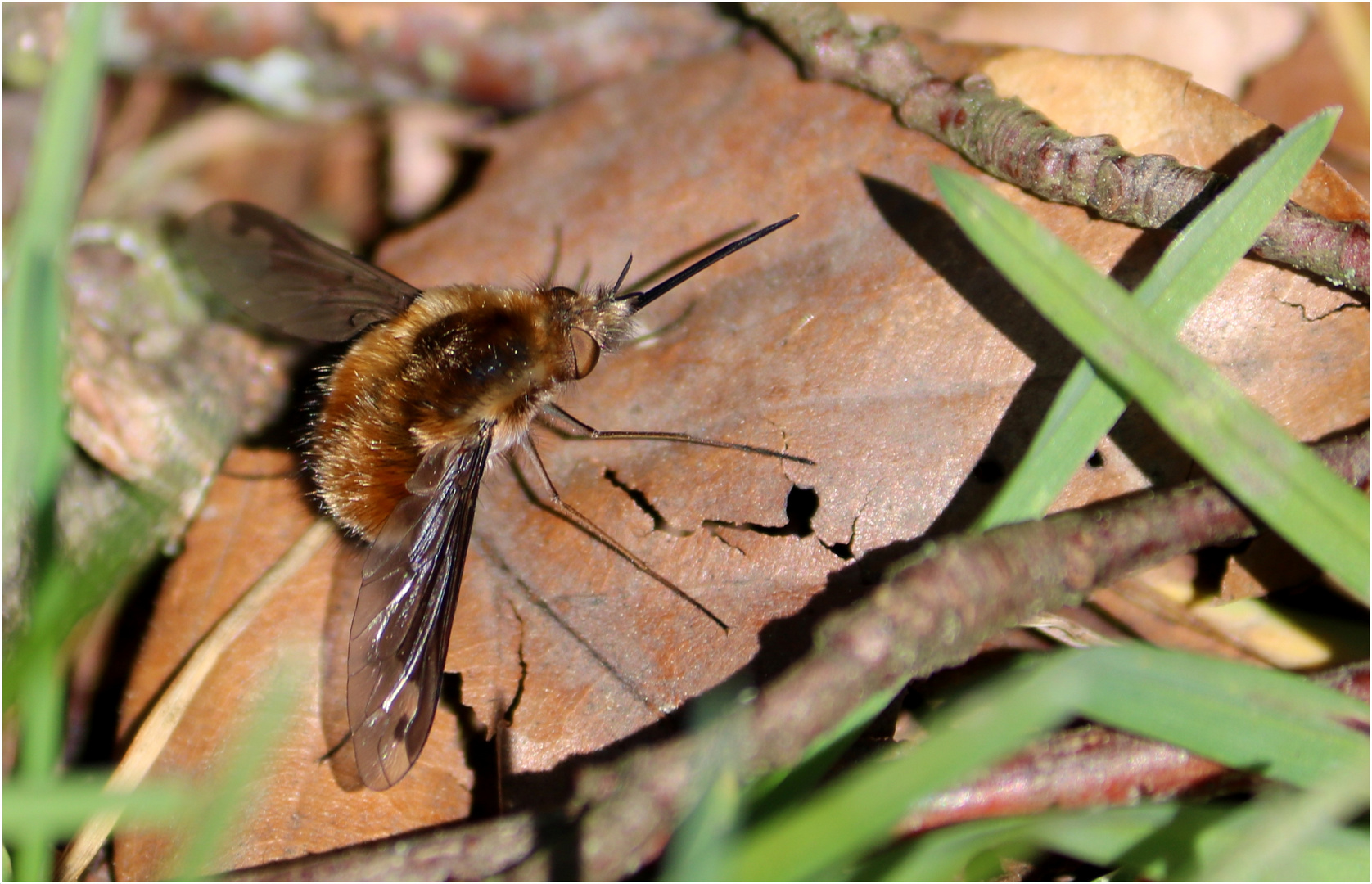 Wolli... Foto & Bild | natur, insekten, tiere Bilder auf fotocommunity