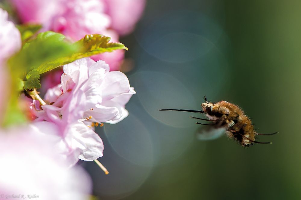 Wolli im Anflug Foto & Bild | jahreszeiten, frühling, makro Bilder auf ...