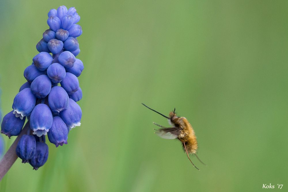WOLLI IN ACTION Foto & Bild | makro, natur, fliegen Bilder auf ...