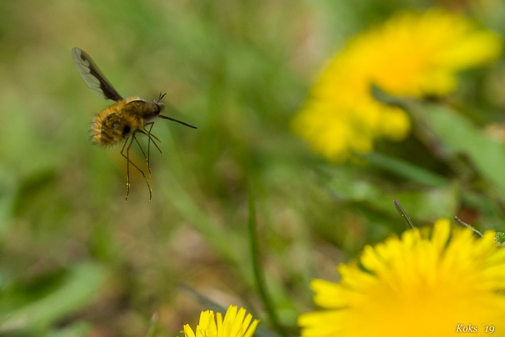 WOLLI kommt Foto & Bild | tiere, wildlife, insekten Bilder auf ...