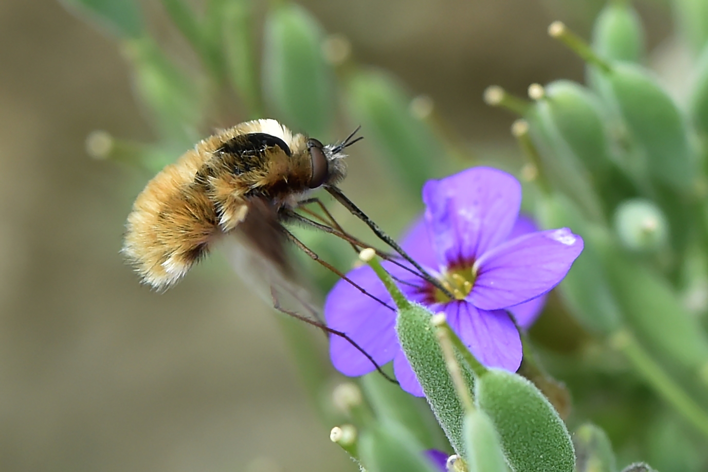 Wolli on Tour Foto & Bild | natur, macro, insekten Bilder auf fotocommunity