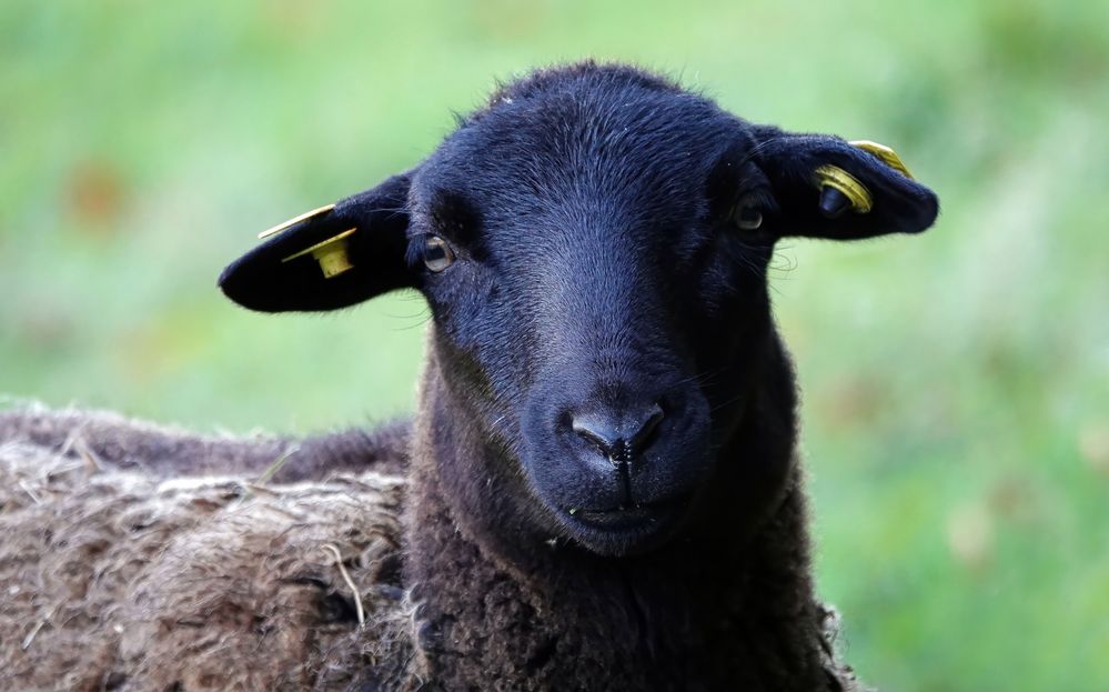 *wollige Grüße* Schäfchen Foto & Bild | tiere, haustiere, nutztiere ...