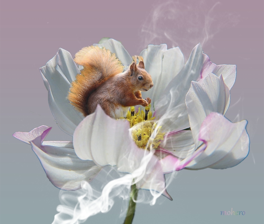 Wollte doch mal nachsehen, was da so qualmt Foto & Bild | fotomontage, composing , composings ...