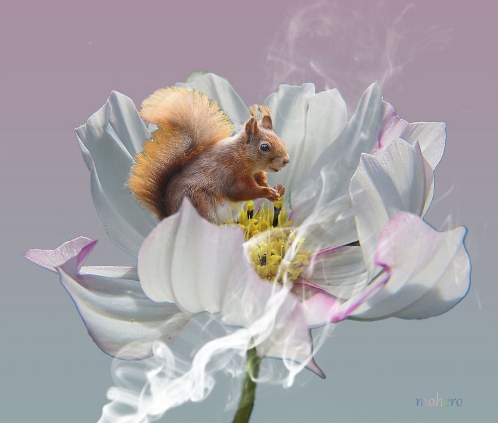 Wollte doch mal nachsehen, was da so qualmt Foto & Bild | fotomontage ...