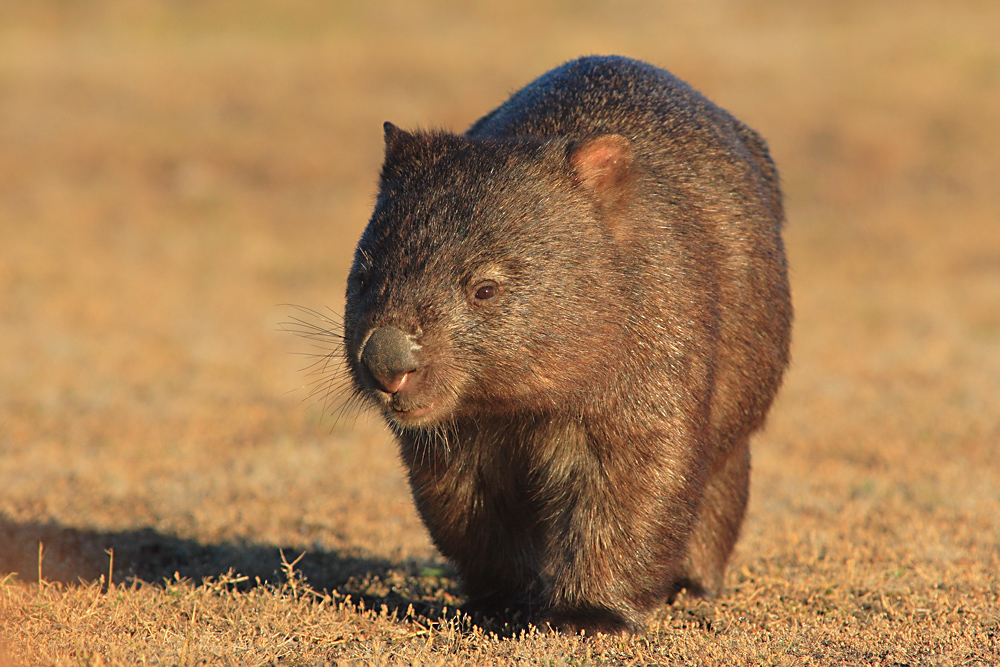 Wombat Foto & Bild | tiere, wildlife, säugetiere Bilder auf fotocommunity