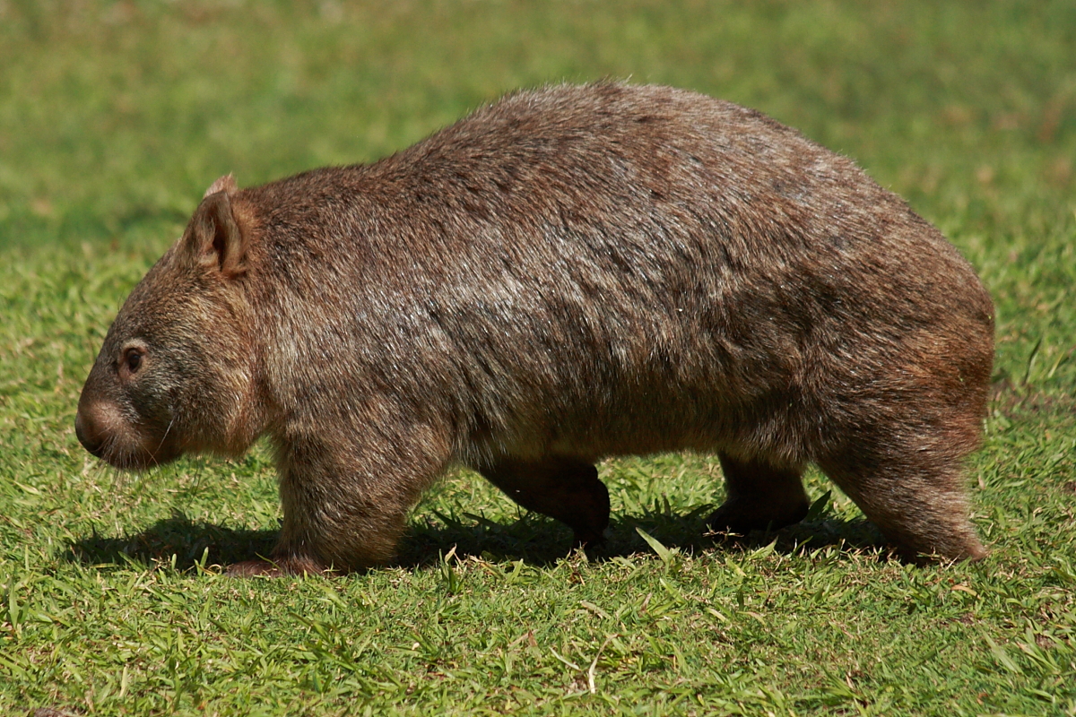 Wombat im Australia ZOO Foto & Bild | tiere, zoo, wildpark & falknerei ...