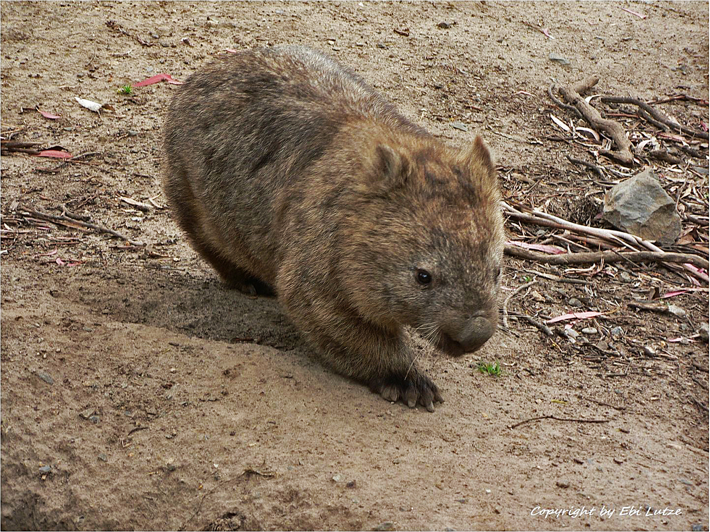 * Wombat / the tunnel builder * Foto & Bild | australia & oceania ...