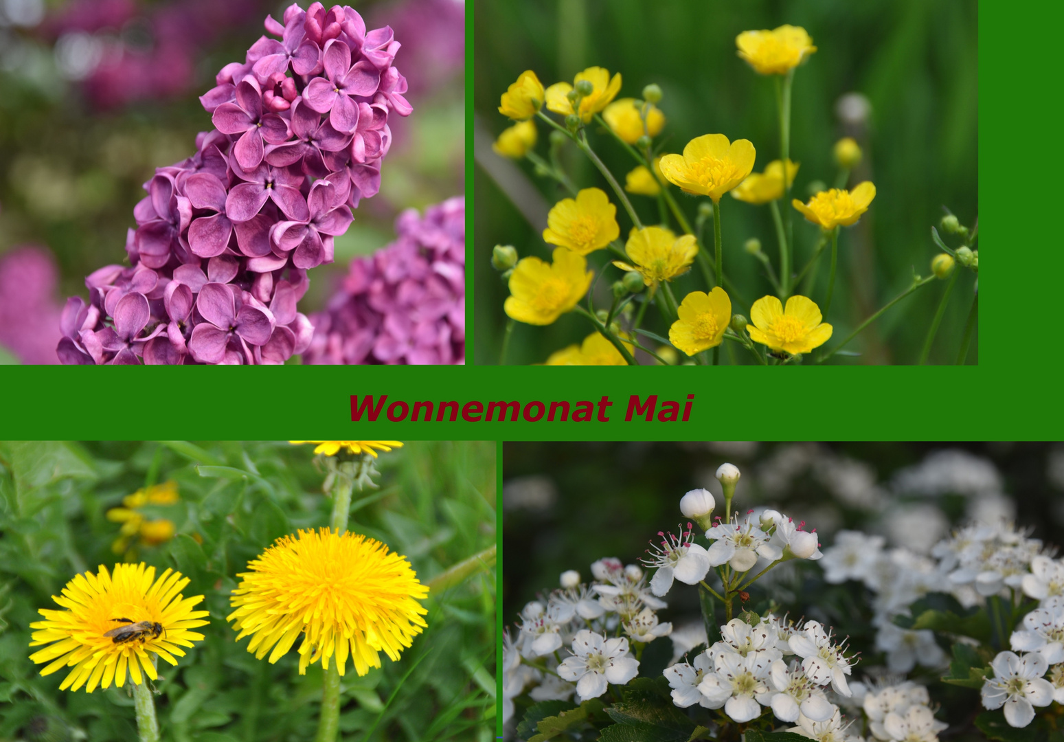Wonnemonat Mai Foto & Bild | mai, fotos, world Bilder auf fotocommunity