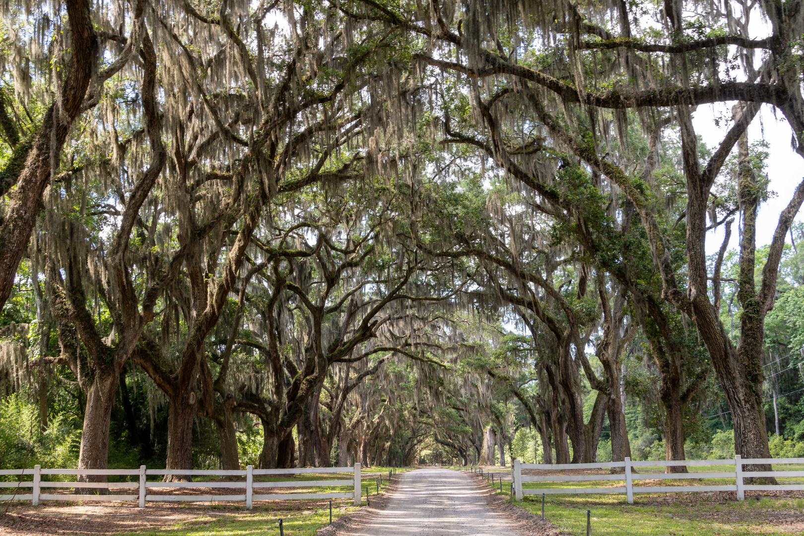 Wormsloe Historic Site Foto & Bild | north america, united states ...