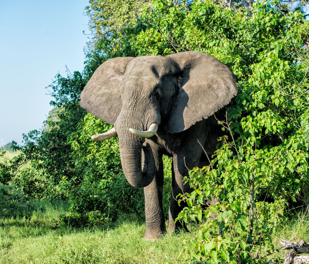 Wow....Ein Riese.... Foto & Bild | outdoor, natur, landschaft Bilder ...