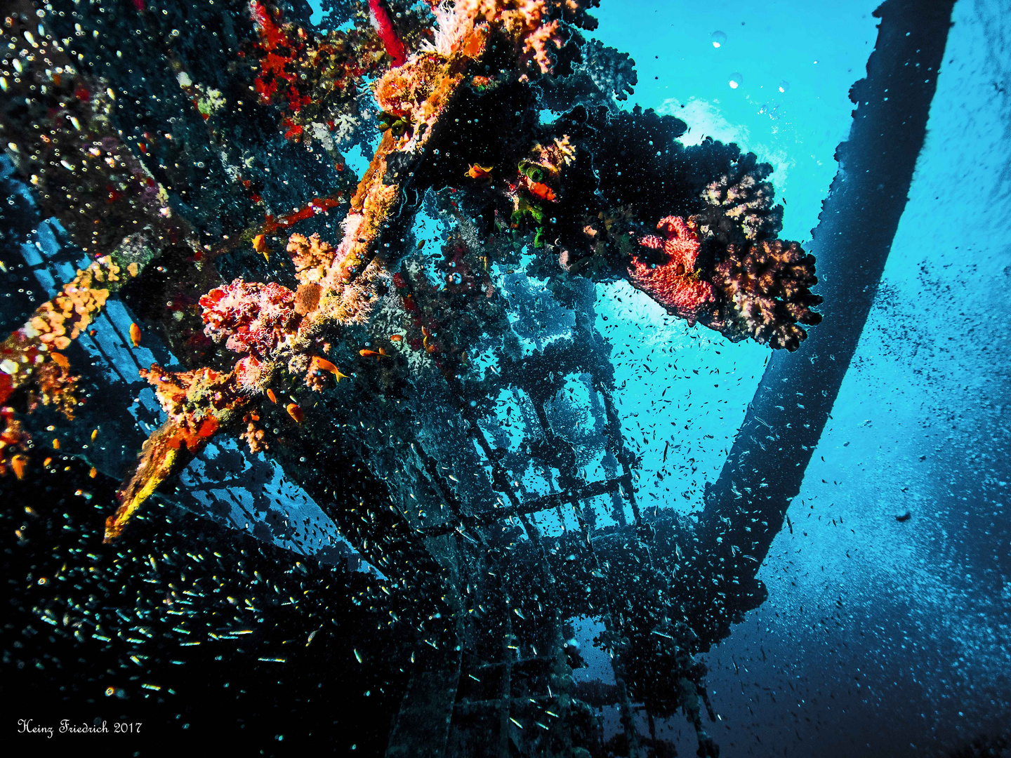 Wrack Besiedlung Foto & Bild | unterwasser, uw-salzwasser, natur ...