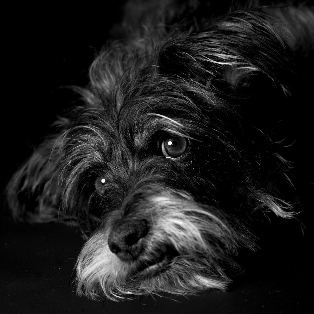 Wuddy Foto & Bild | tiere, haustiere, hunde Bilder auf fotocommunity