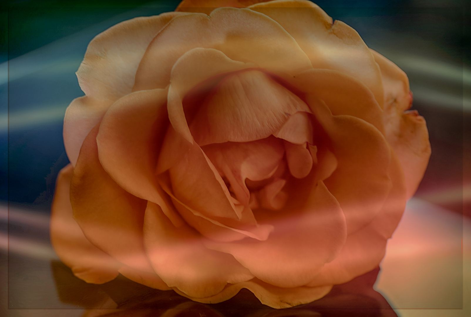 Wünsche für Ushie Foto & Bild | natur-makros, karten und kalender ...