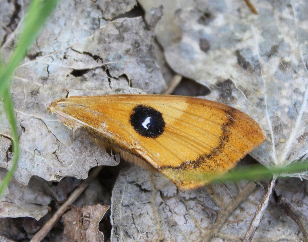 Würde so gerne einmal den ganzen Falter sehen, Foto & Bild ...