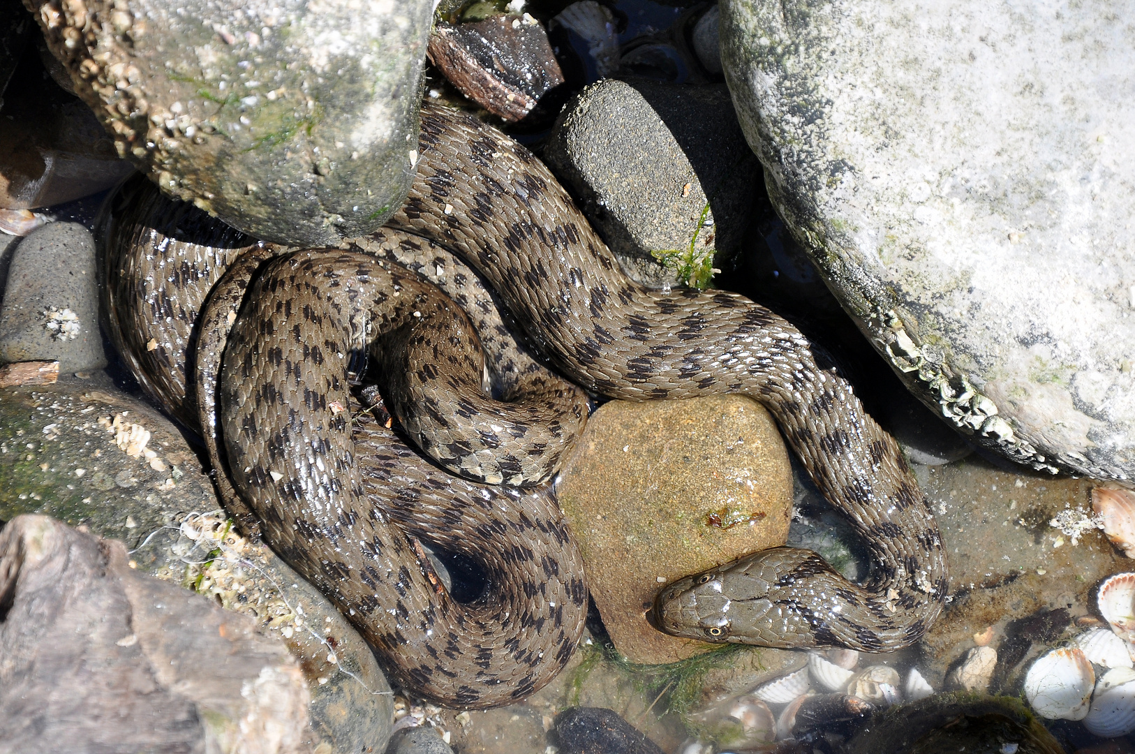 Würfelnatter (Natrix tessellata) Foto & Bild | natur, küste, wildlife ...