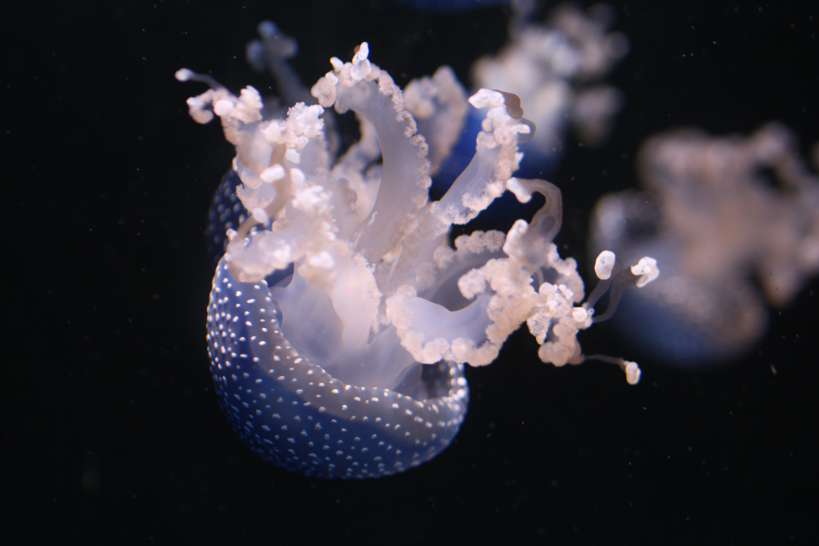 Würfelqualle Foto & Bild | tiere, zoo, wildpark & falknerei, zoo ...