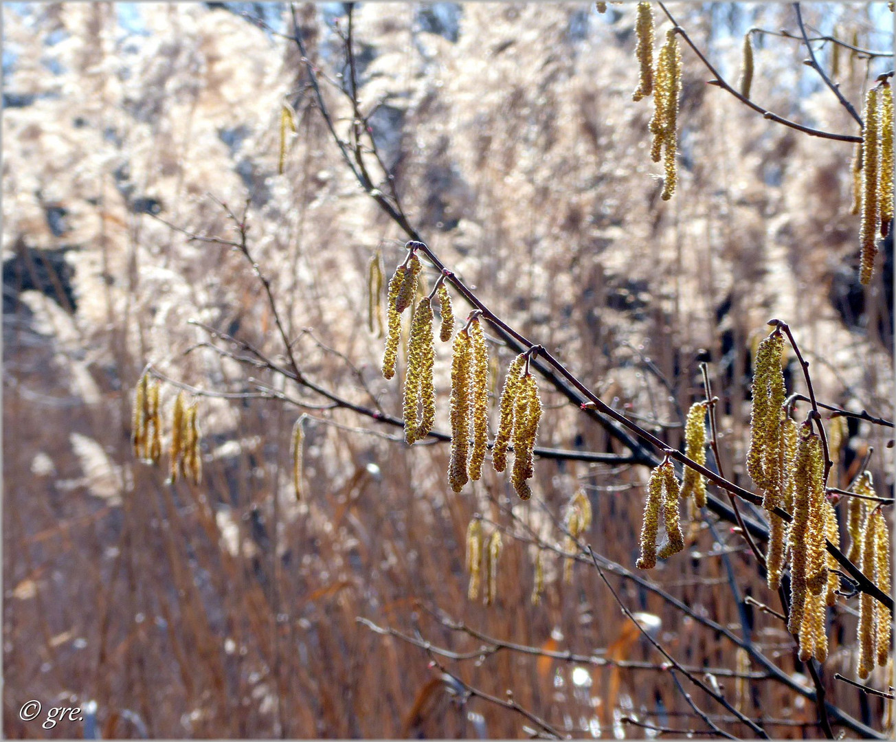 Würstle vor Schilf..... Foto & Bild | frühling, natur, pflanzen Bilder ...