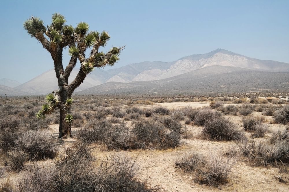 Wüste Foto & Bild | wüsten, usa, wüste Bilder auf fotocommunity