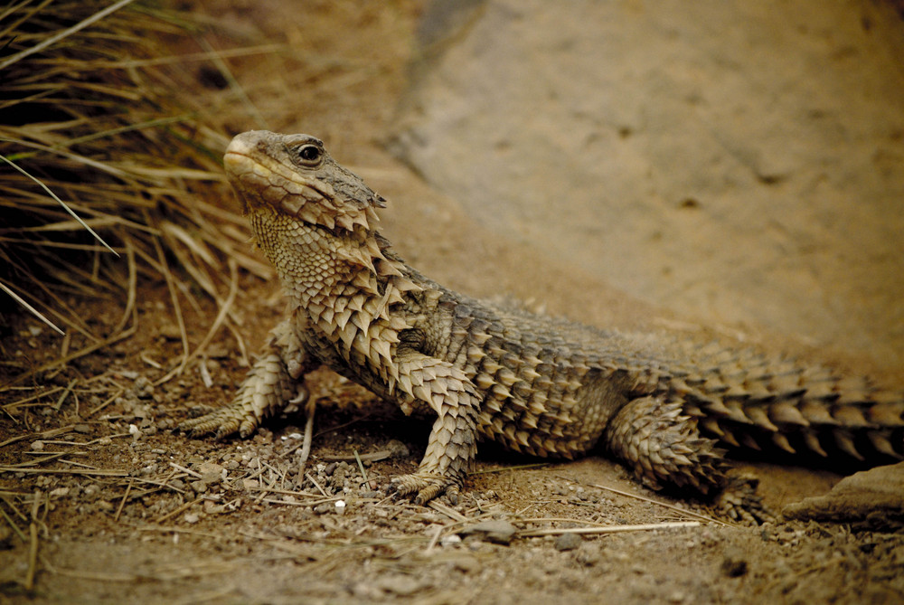 wüsten echse Foto & Bild | natur, youth Bilder auf fotocommunity