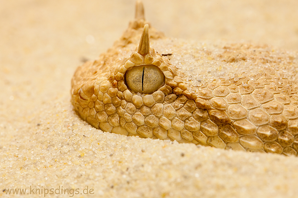 Wüsten-Hornviper Foto & Bild | tiere, zoo, wildpark & falknerei ...