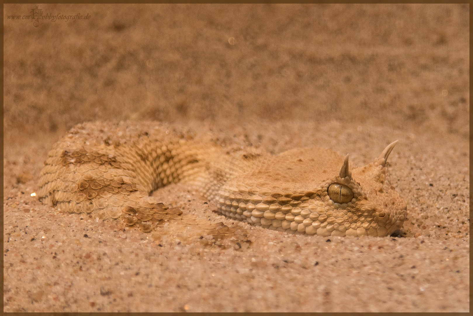 Wüsten - Hornviper - Cerastes cerastes Foto & Bild | tiere, zoo ...