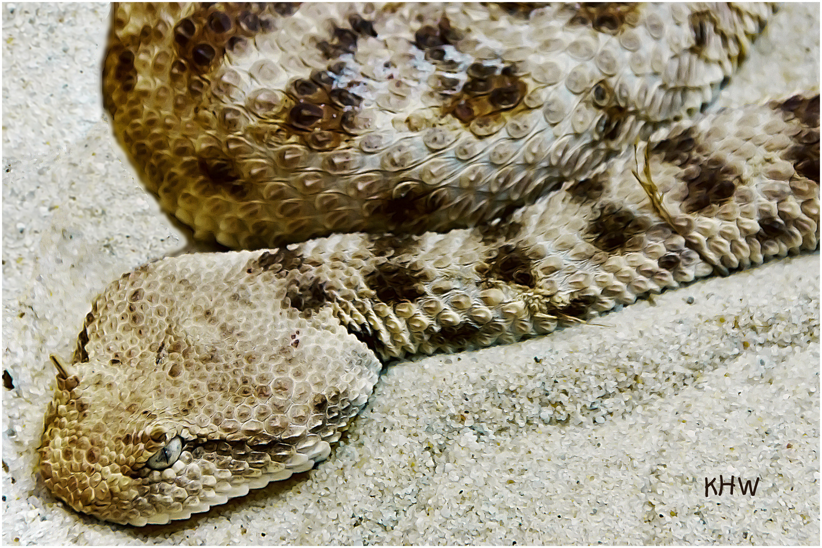 Wüsten-Hornviper (Cerastes cerastes) Foto & Bild | tiere, zoo, wildpark ...