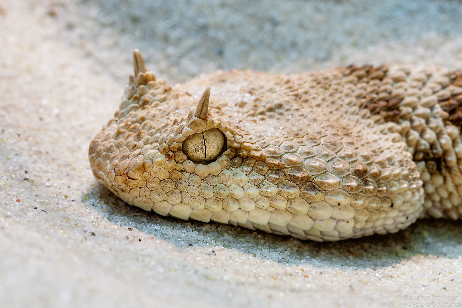 Wüsten-Hornviper [Cerastes cerastes} Foto & Bild | tiere, zoo, wildpark ...