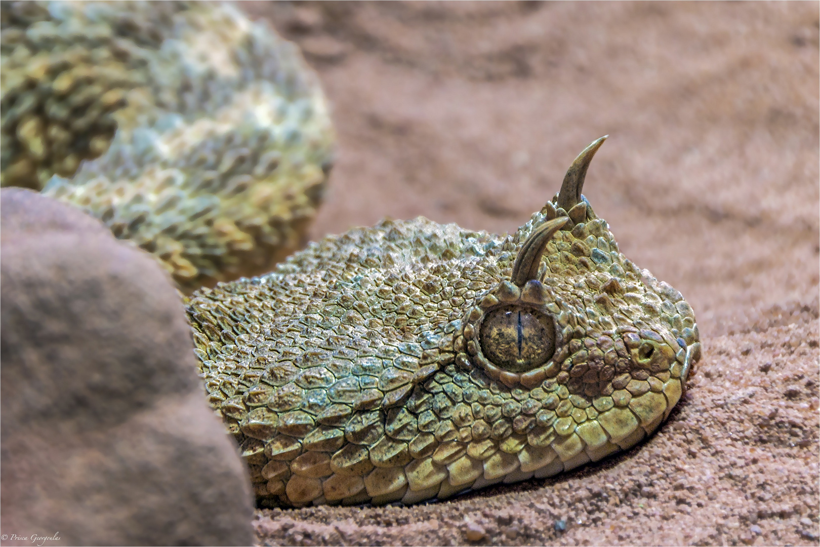 Wüsten-Hornviper - Cerastes cerastes Foto & Bild | tiere, zoo, wildpark ...