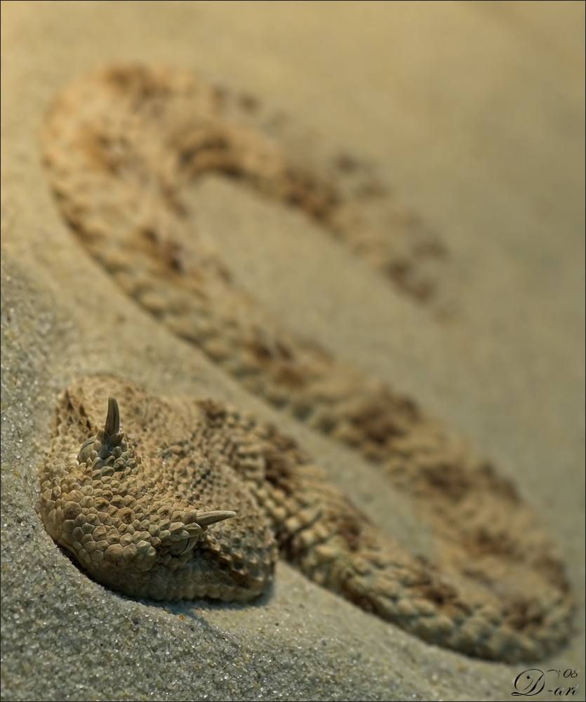 Wüsten-Hornviper (Cerastes cerastes) Foto & Bild | tiere, zoo, wildpark ...