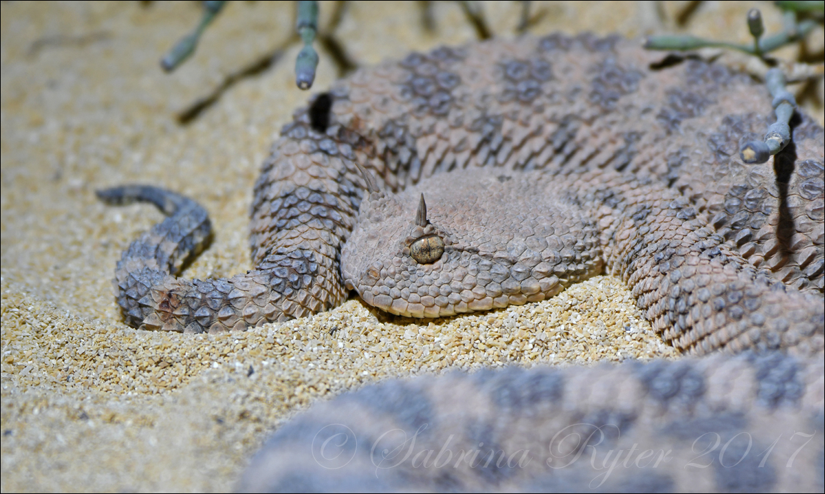 Wüsten-Hornviper Foto & Bild | tiere, zoo, wildpark & falknerei ...