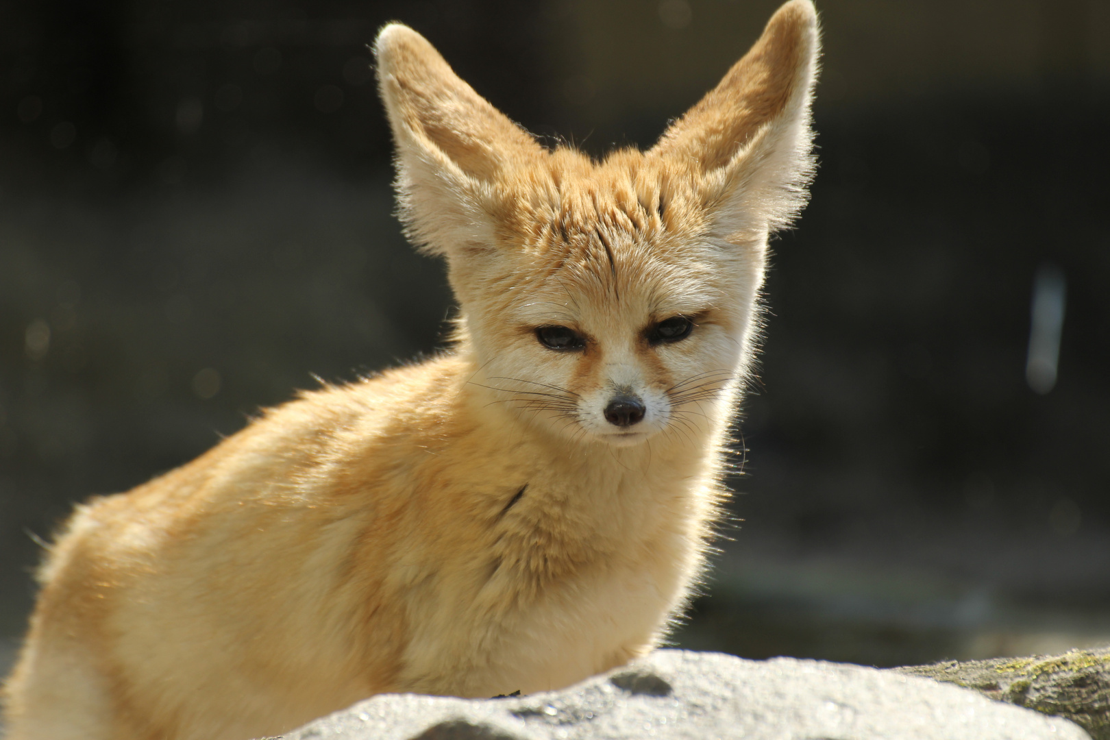 Wüstenfuchs-Fennek Foto & Bild | natur, wasserzeichen, sg-foto Bilder ...