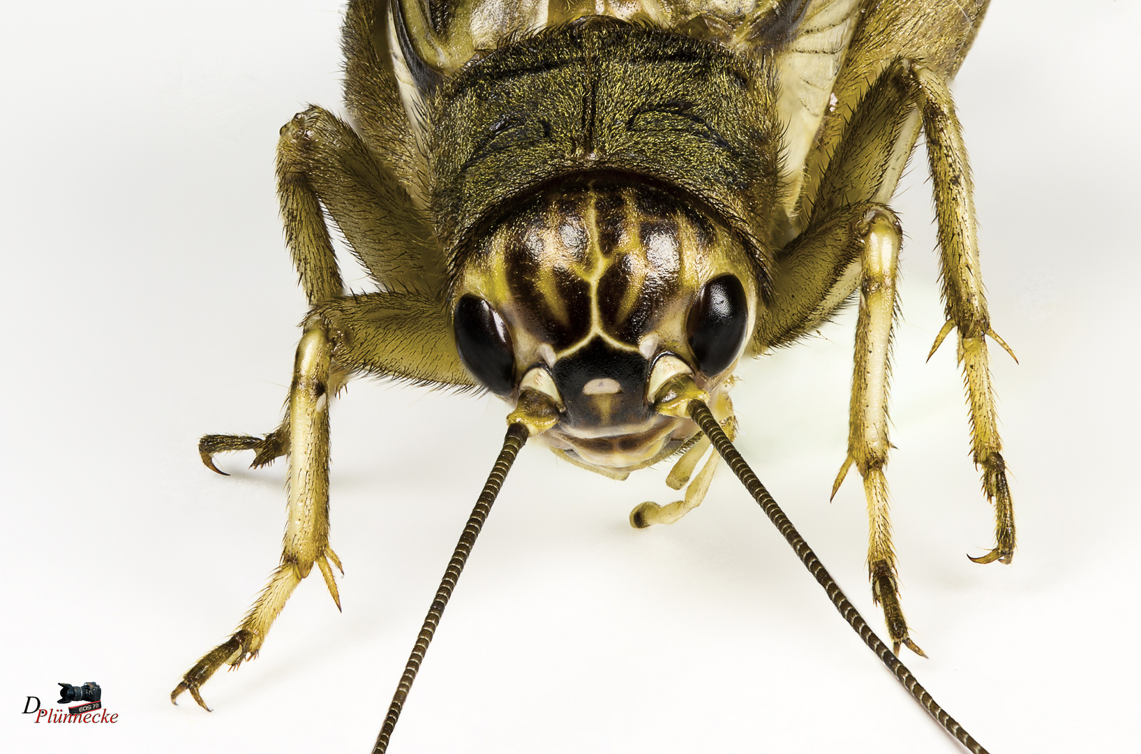 Wüstengrille Foto & Bild | tiere, tierdetails, grille Bilder auf ...