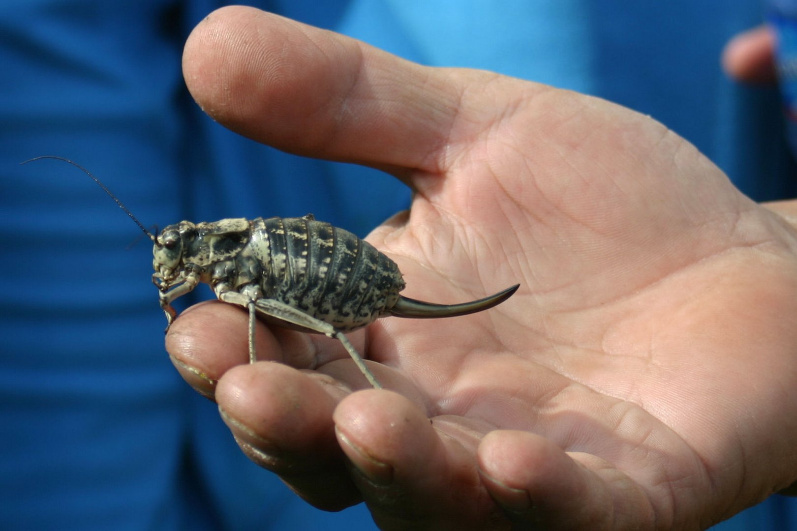 Wüstengrille - Deracantha onos - auf mongolisch : Golio Foto & Bild ...