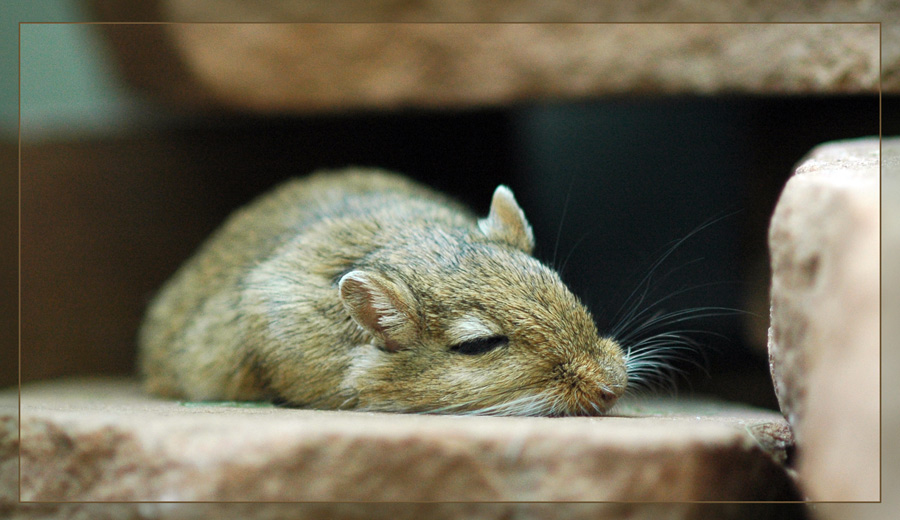 Wüstenmaus Foto & Bild | tiere, zoo, wildpark & falknerei, säugetiere ...