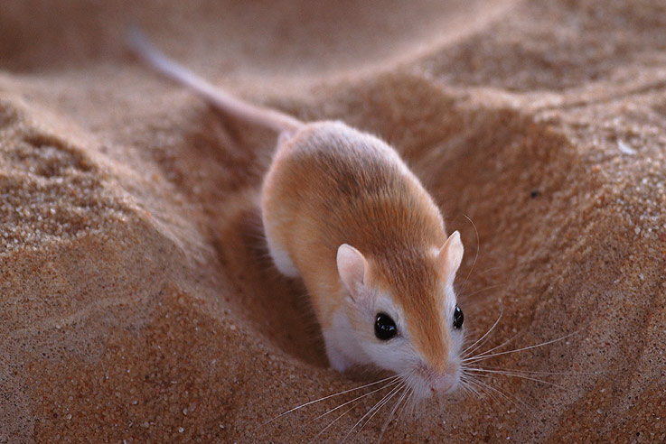 Wüstenmaus Foto & Bild | tiere, wildlife, säugetiere Bilder auf ...