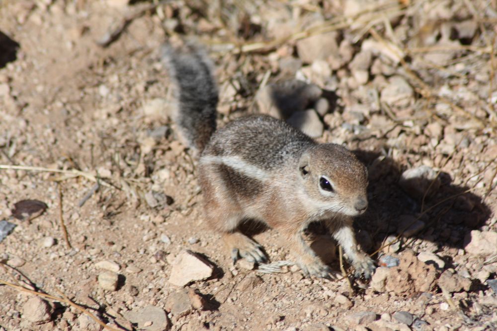 Wüstenmaus ? Foto & Bild | tiere, wildlife, säugetiere Bilder auf ...