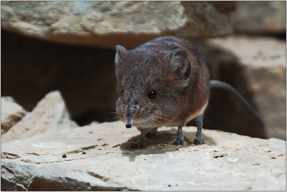Wüstenspringmaus ... Foto & Bild | tiere, zoo, wildpark & falknerei ...