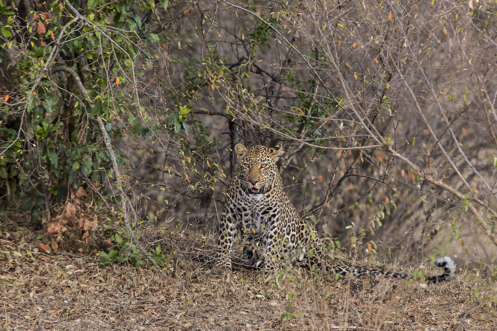 Wütend... Foto & Bild | natur, reisen, welt Bilder auf fotocommunity