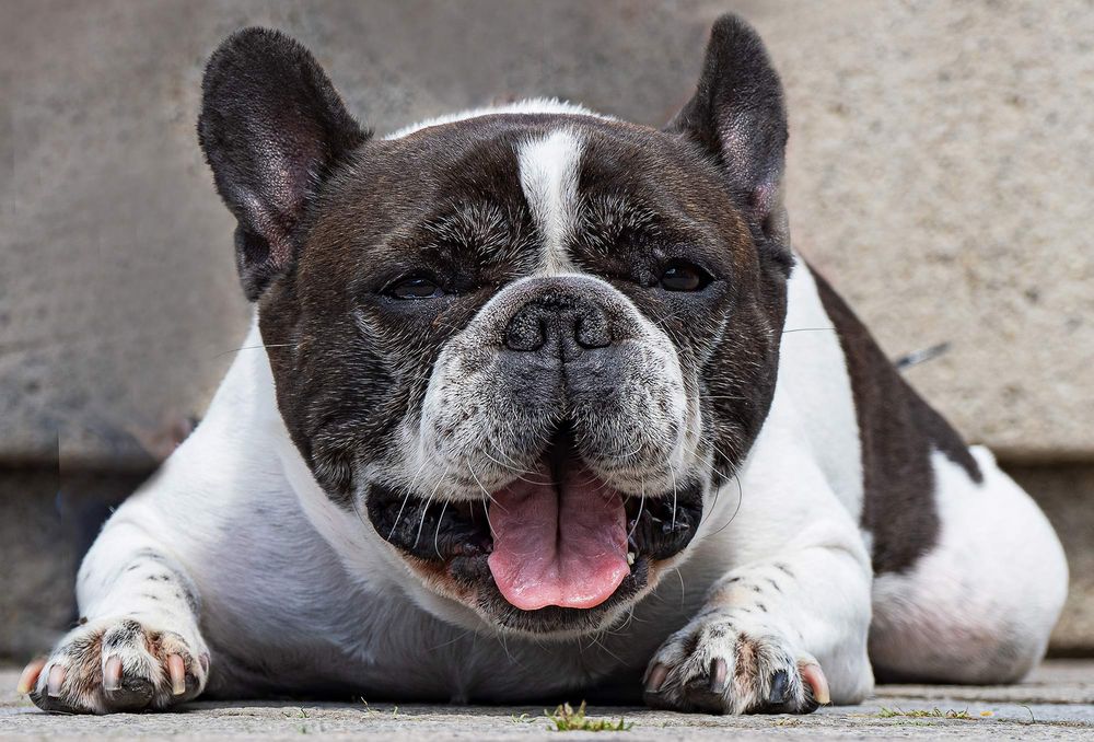 wuff.... Foto & Bild | hunde, natur, tiere Bilder auf fotocommunity