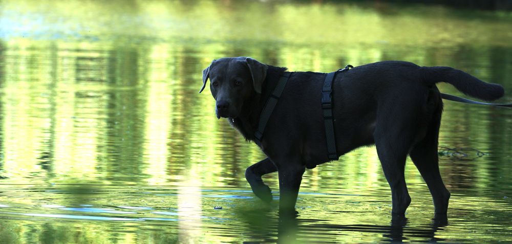 Wuff Foto & Bild | natur Bilder auf fotocommunity