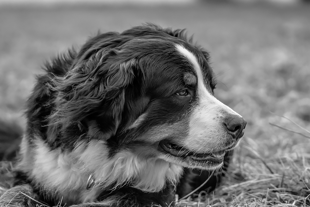 wuff 5 Foto & Bild | tiere, haustiere, hunde Bilder auf fotocommunity