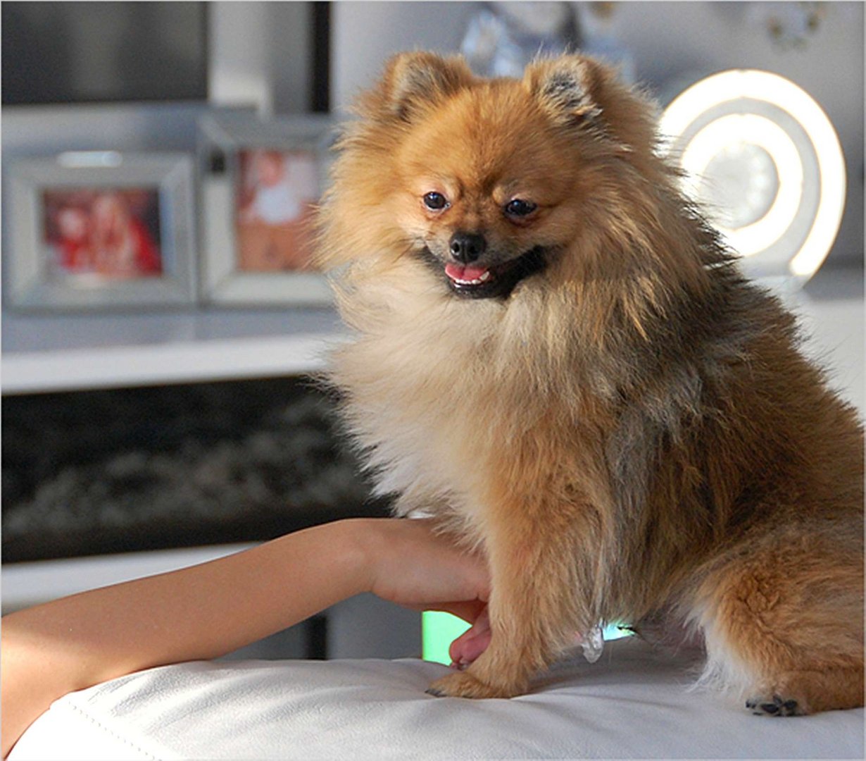 wuff - Foto & Bild | hund von kamil Bilder auf fotocommunity