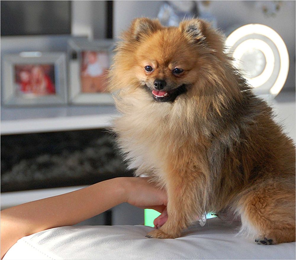 wuff - Foto & Bild | hund von kamil Bilder auf fotocommunity